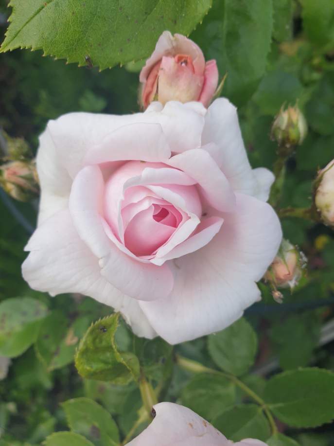 Solve Rose jigsaw puzzle online with 12 pieces
