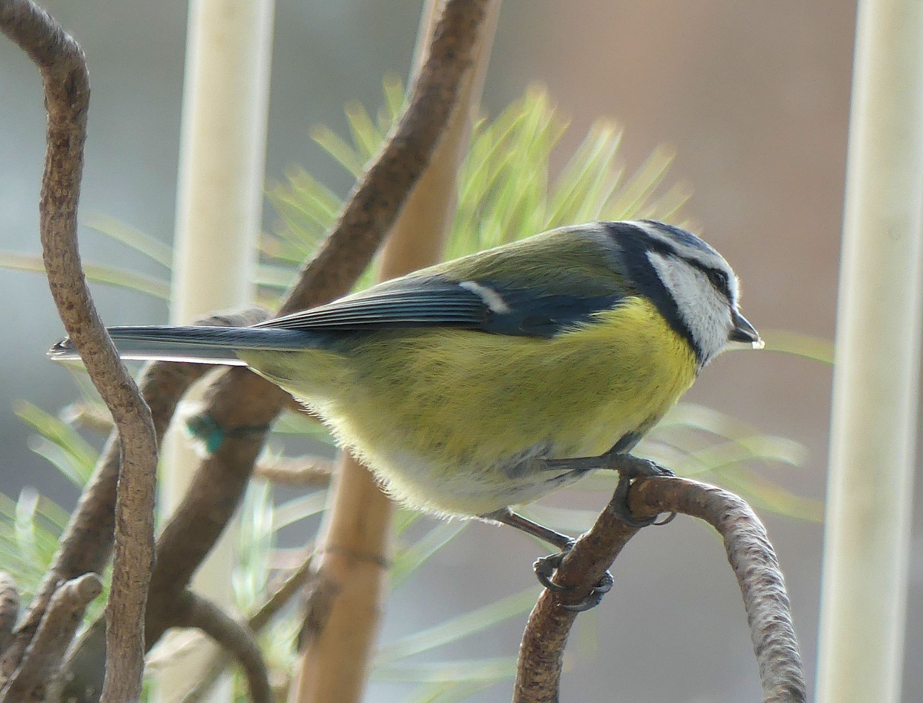 Solve bluetit (pimpelmeesje) jigsaw puzzle online with 63 pieces