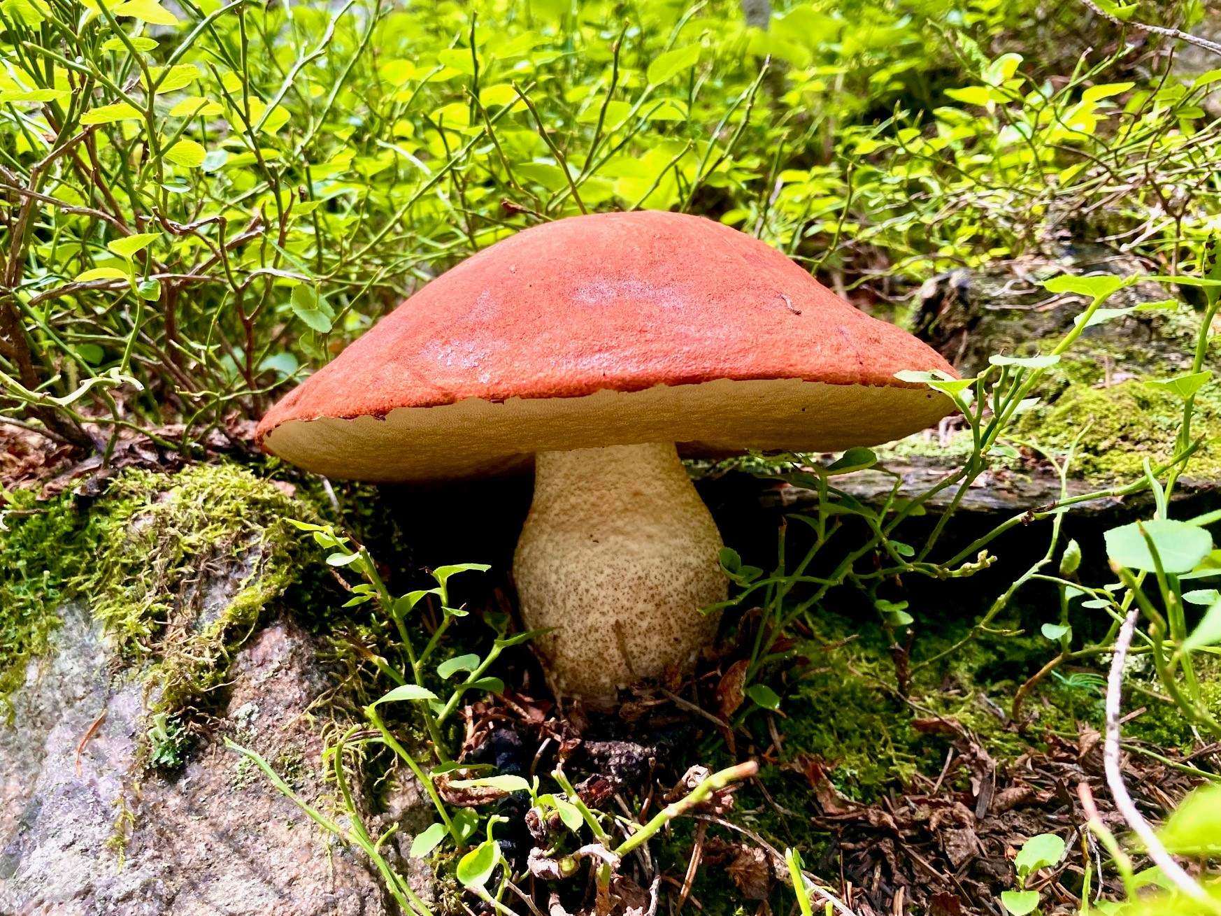 Solve Aspen Bolete: Leccinum insigne jigsaw puzzle online with 221 pieces