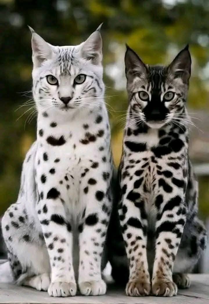 Solve 2025 best photos - National Geographic jigsaw puzzle online with ...