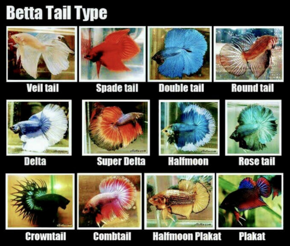 Solve Betta fish beautiful jigsaw puzzle online with 120 pieces