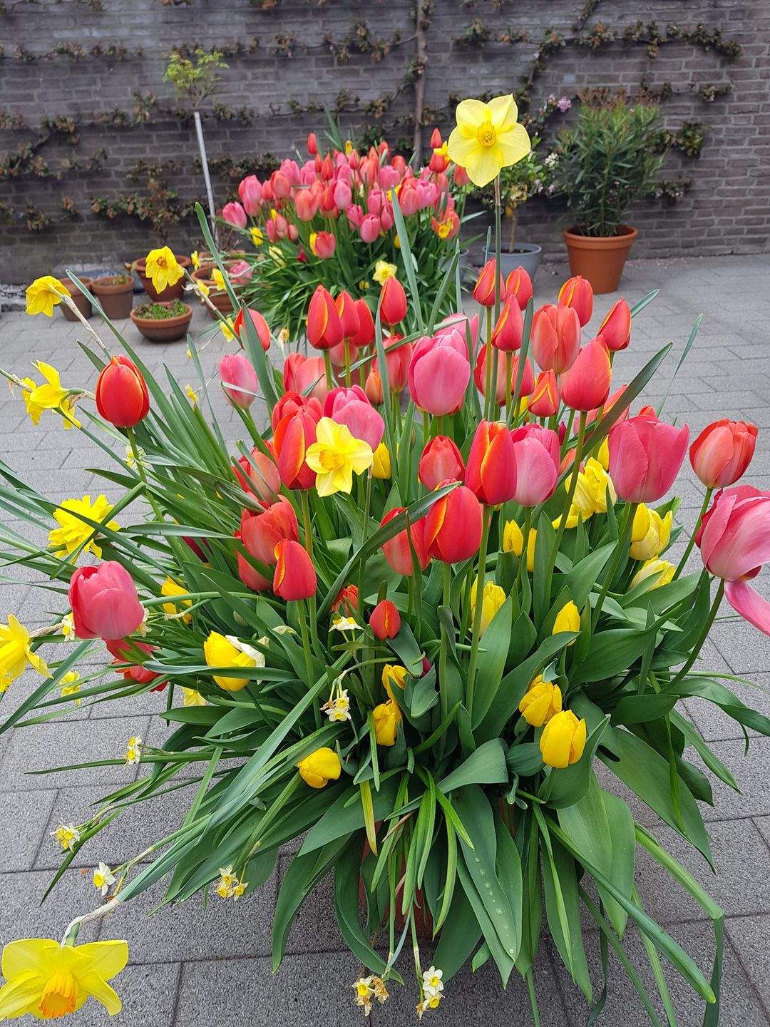 Jigsaw Puzzle | tulpen | 456 pieces | Jigidi