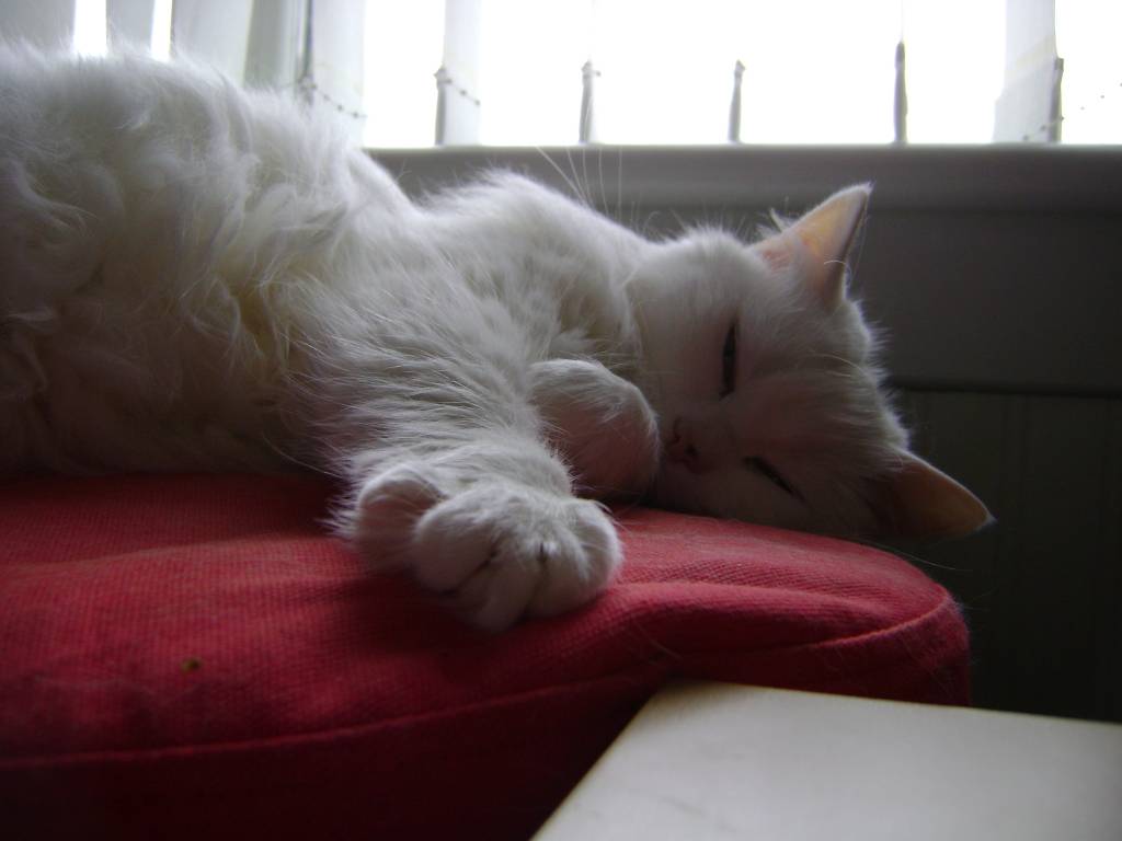 Solve Freya - Ah, this is the good life! jigsaw puzzle online with 54 ...