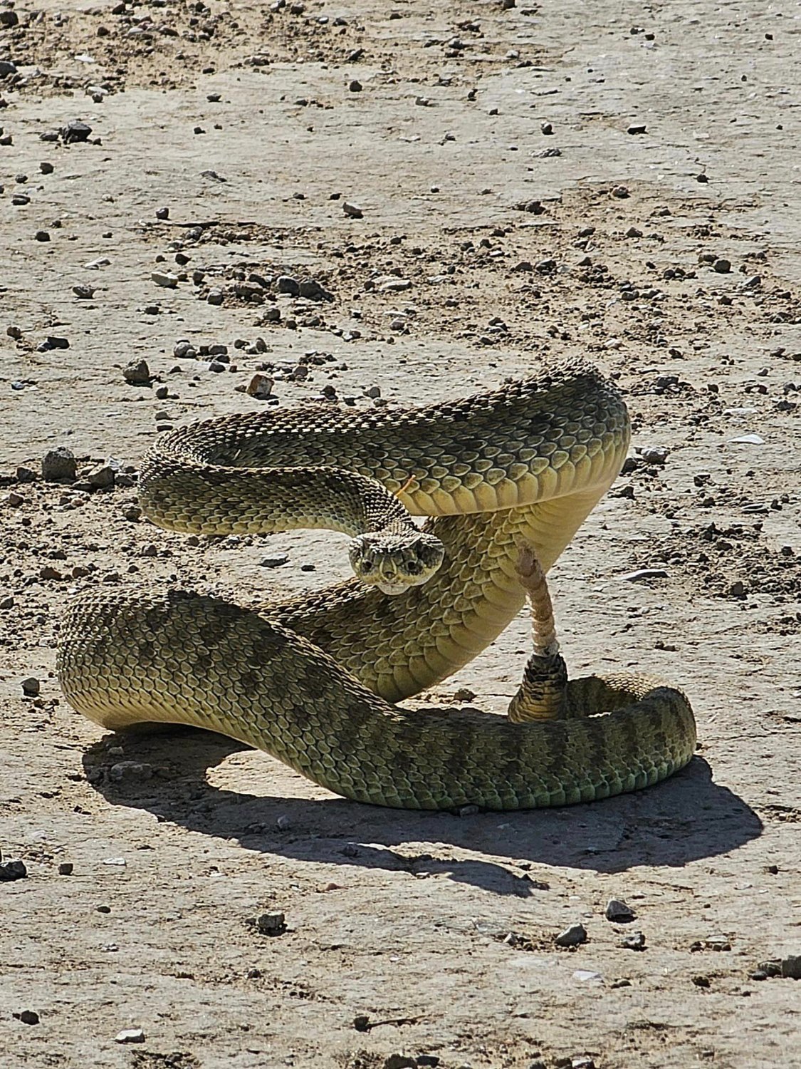 Solve strike a pose jigsaw puzzle online with 130 pieces