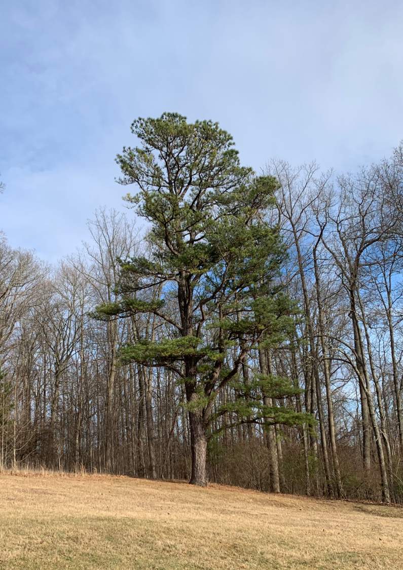 Solve Pine Tree jigsaw puzzle online with 54 pieces