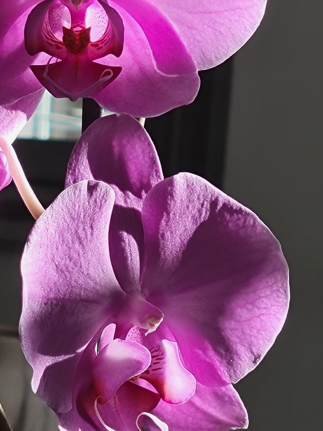 Solve Orchid 2024 jigsaw puzzle online with 130 pieces