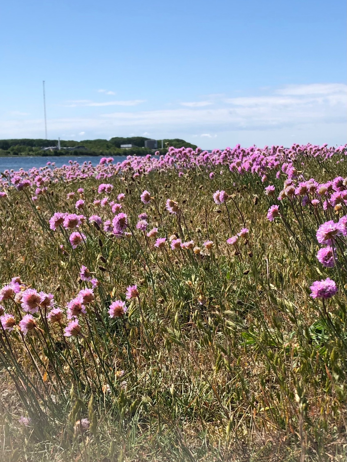 Solve A Nice walk jigsaw puzzle online with 48 pieces