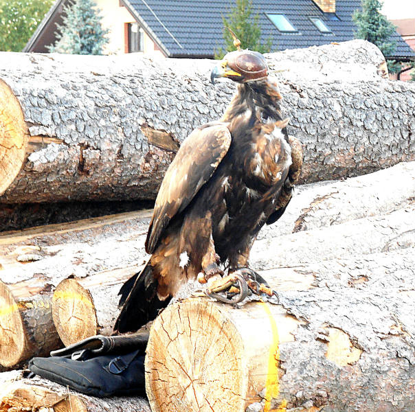 Solve Orel odpočívá po úspěšném lovu - The eagle resting after ...