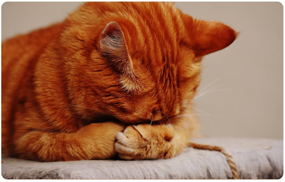 Solve Look At The Rich, Saturated Color Of This Beautiful Cat! jigsaw ...