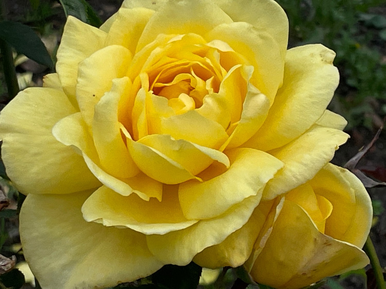 Solve Roses jigsaw puzzle online with 63 pieces