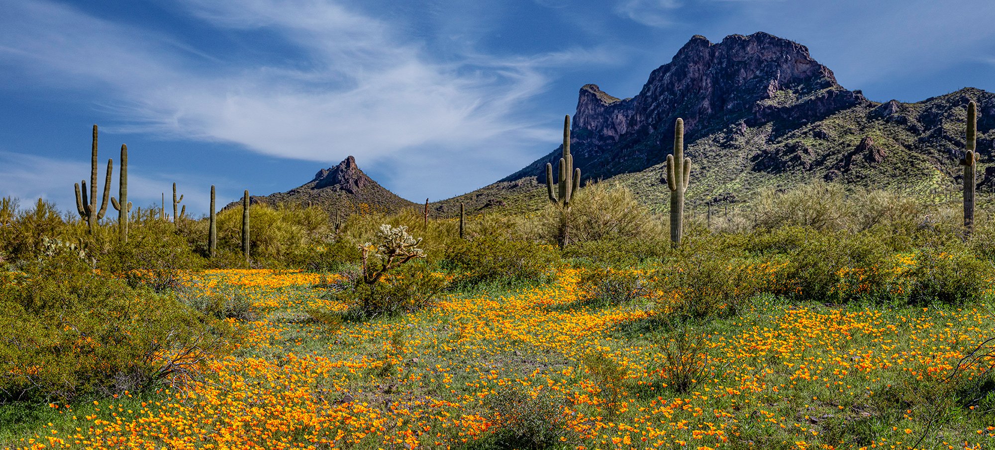 Solve Spring in the desert jigsaw puzzle online with 528 pieces