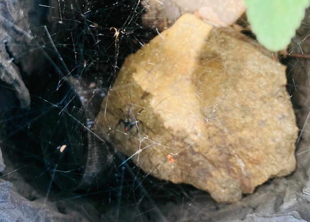 Solve Spot the geocache under the redback spider 🕷 jigsaw puzzle online ...