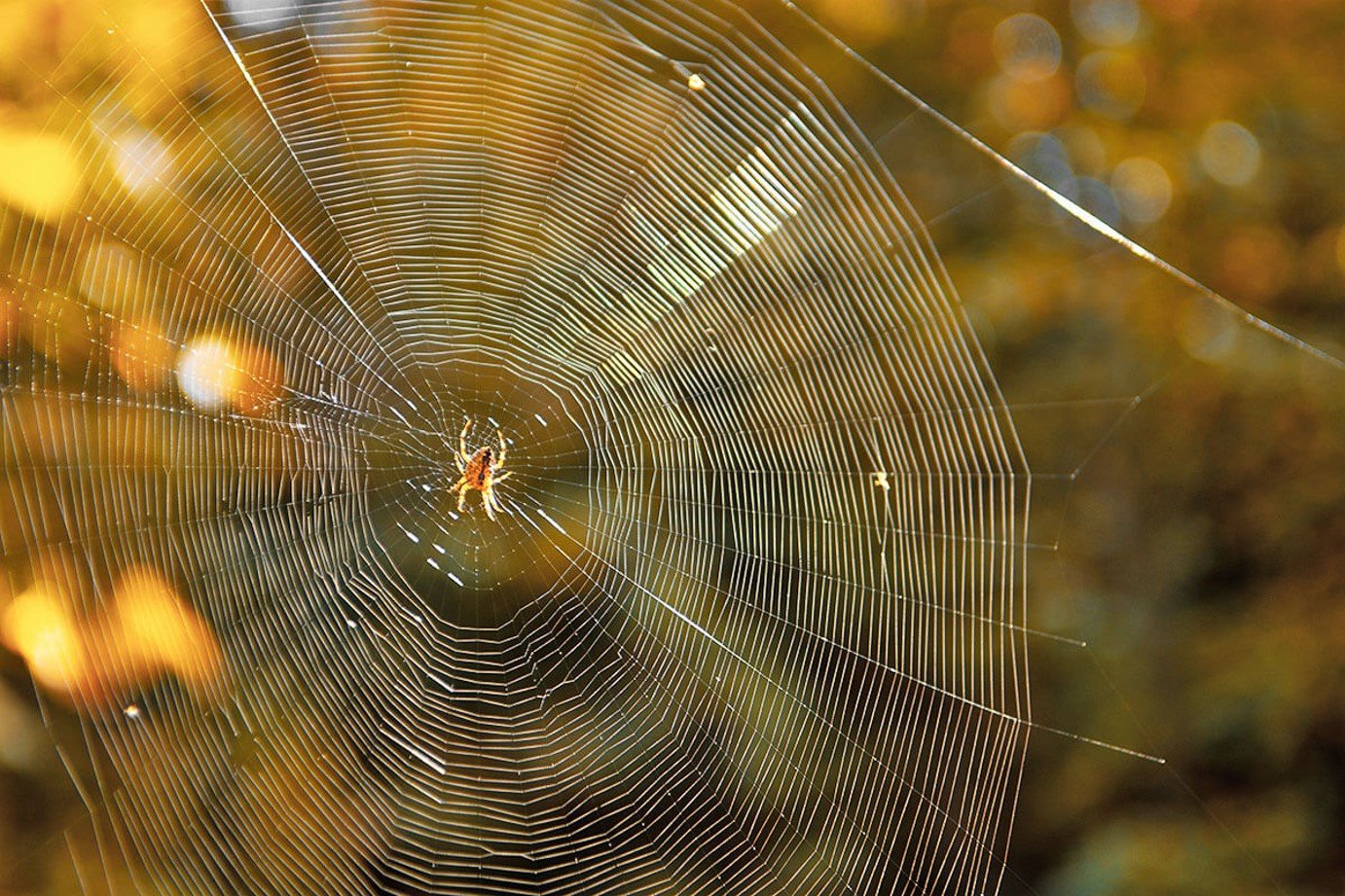 Solve The Mysteries of Spider Silk jigsaw puzzle online with 12 pieces