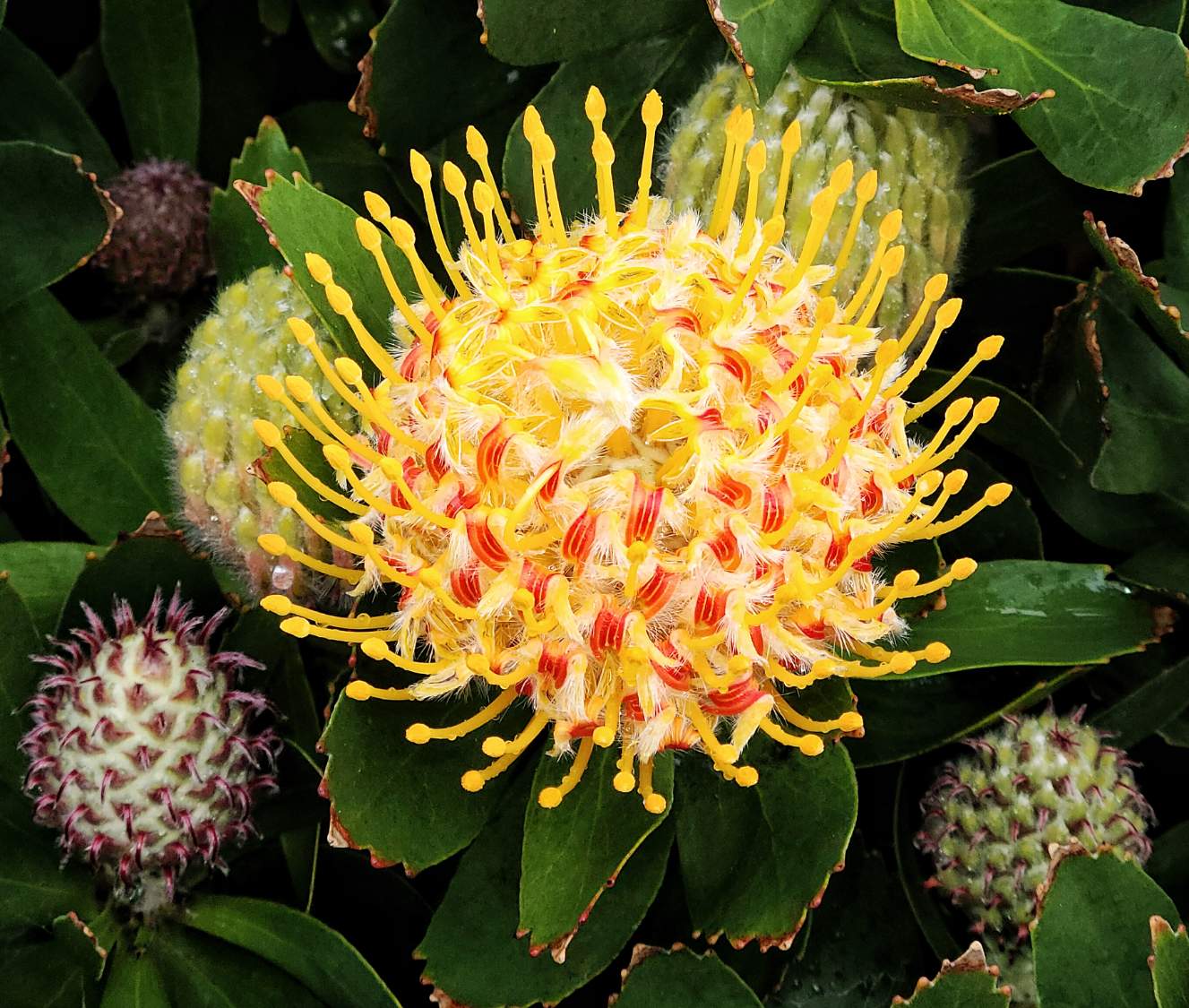 Solve Pin Cushion Protea jigsaw puzzle online with 72 pieces
