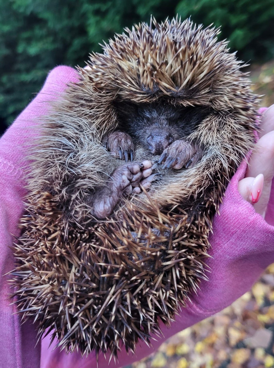 Solve Hedgehog jigsaw puzzle online with 154 pieces