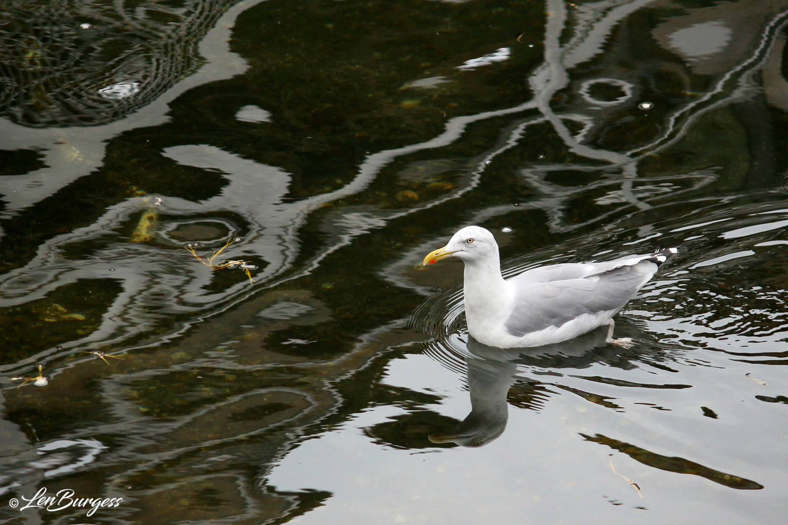 Solve Abstract water & Gull_2329 jigsaw puzzle online with 216 pieces