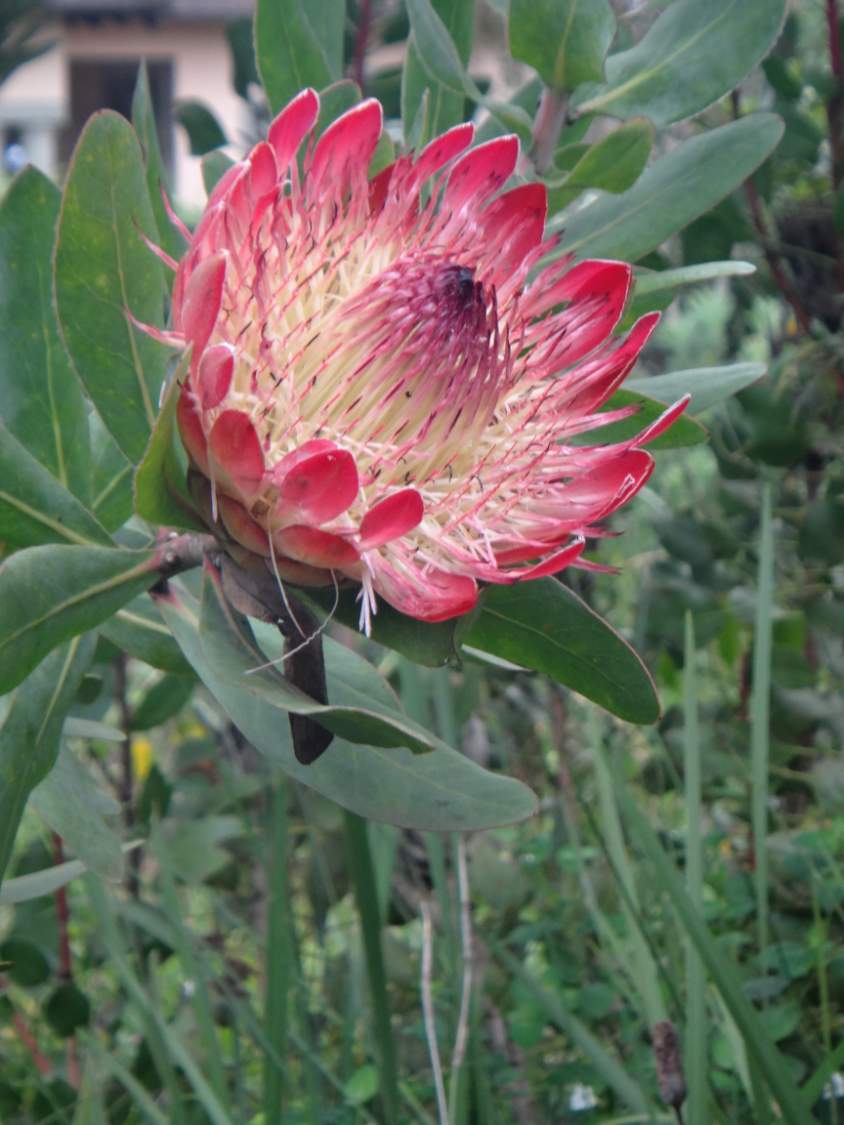 Solve King Protea. jigsaw puzzle online with 63 pieces