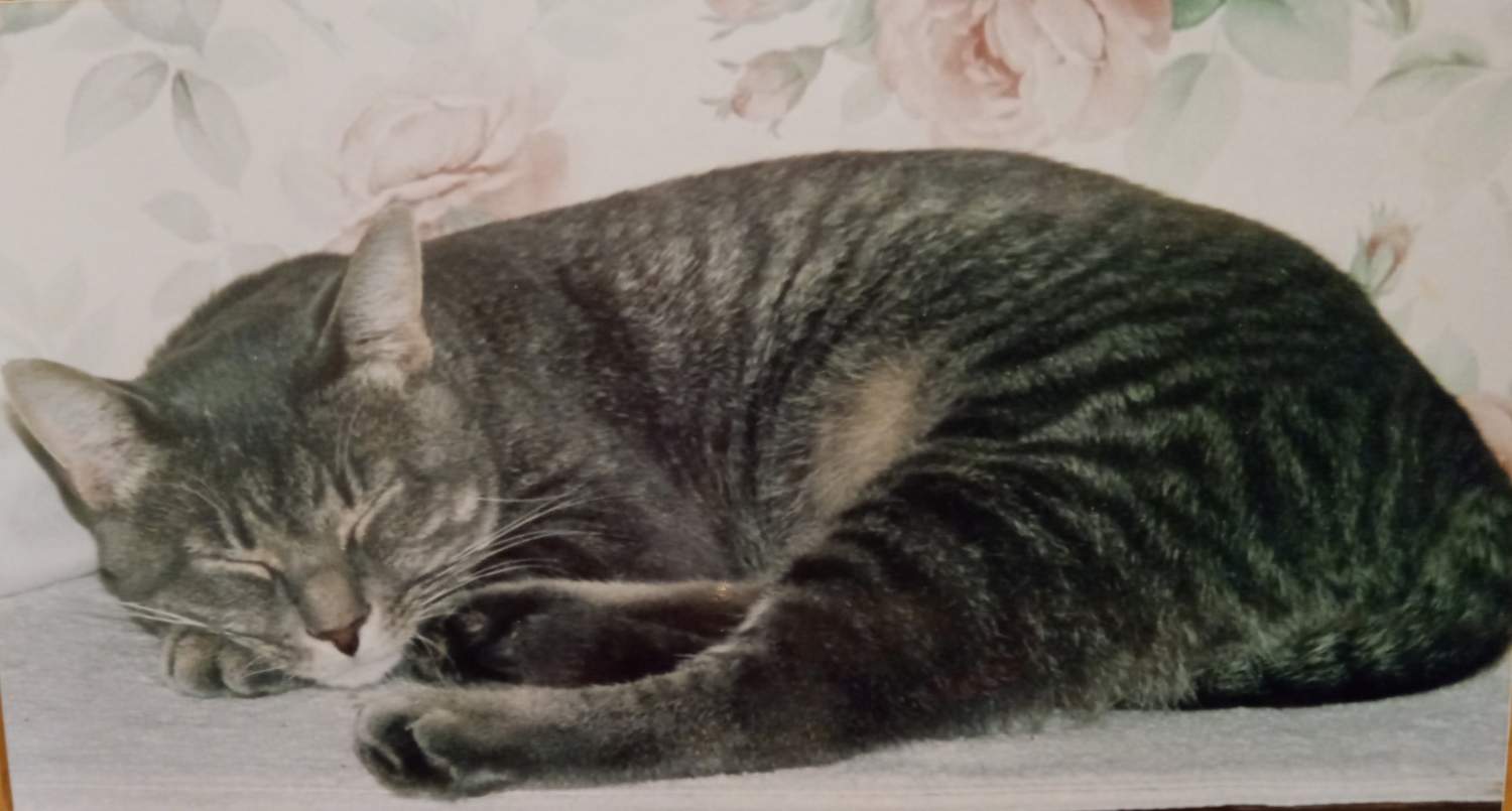 Solve Cat With a Mission ("Sir" Longsworth) jigsaw puzzle online with ...