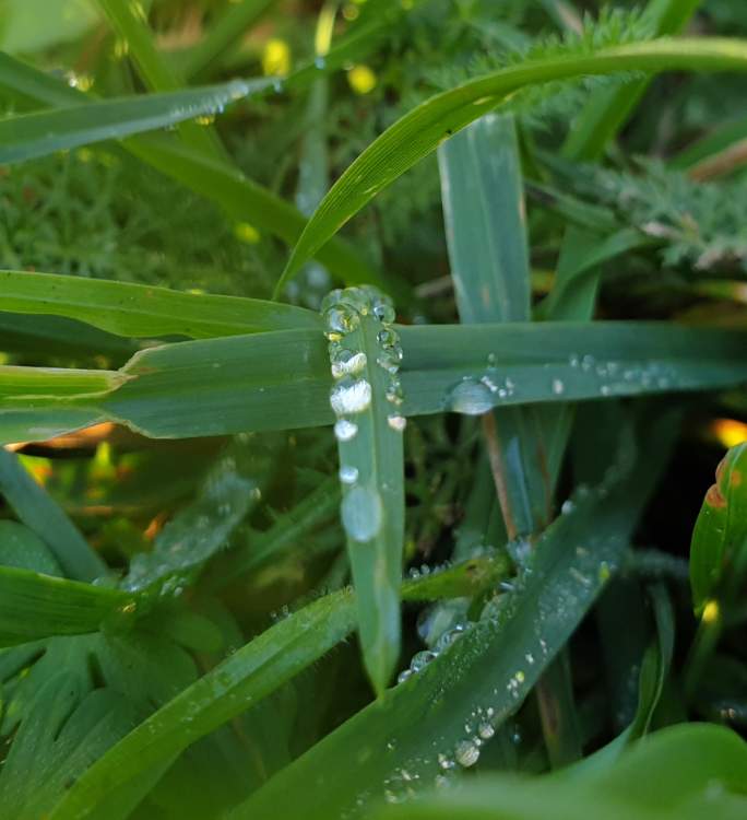 Solve Water drop 💧 jigsaw puzzle online with 9 pieces