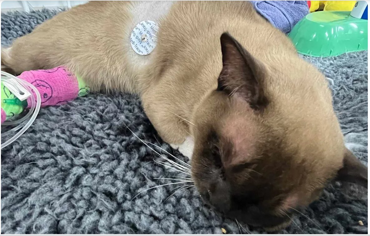 Solve An Australian cat likely left one of his nine lives behind in the ...