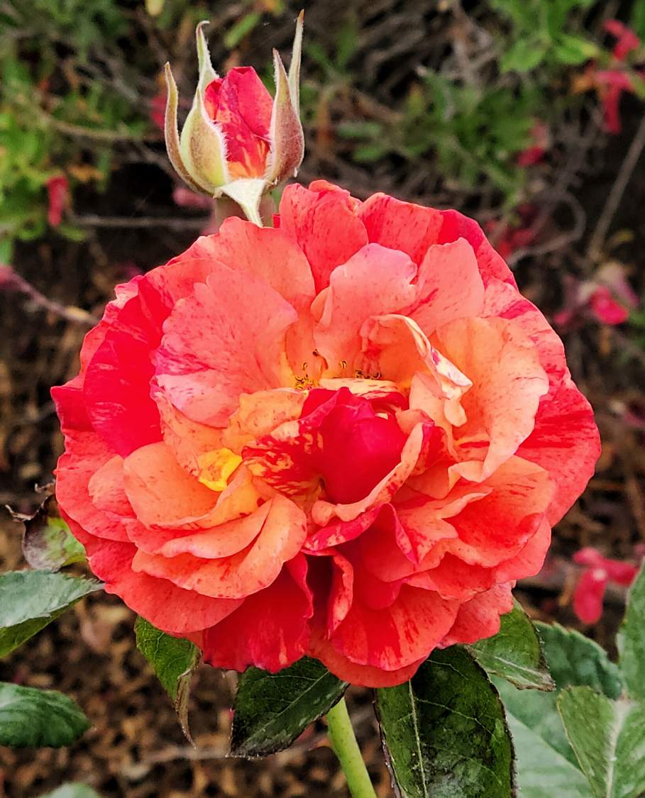 Solve Single Mottled Rose with Bud jigsaw puzzle online with 30 pieces