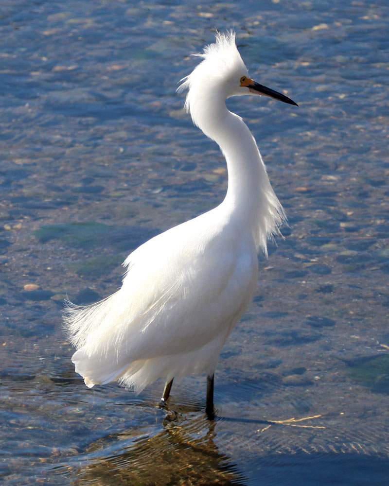 Solve Snowy Egret, Famosa Slough, San Diego, California jigsaw puzzle ...