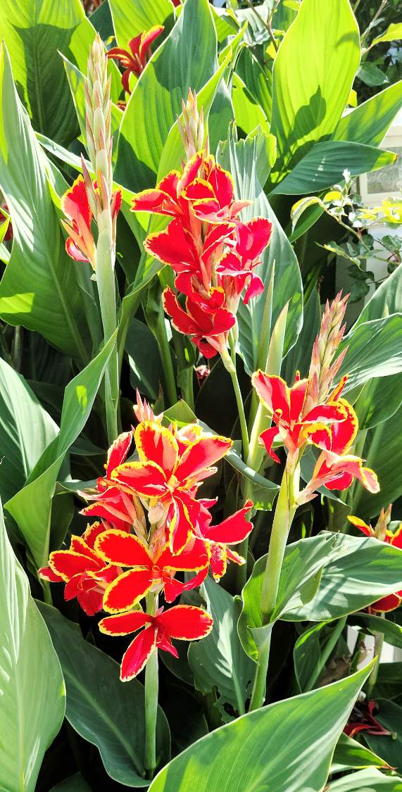 Solve Happy Canna Lily jigsaw puzzle online with 28 pieces
