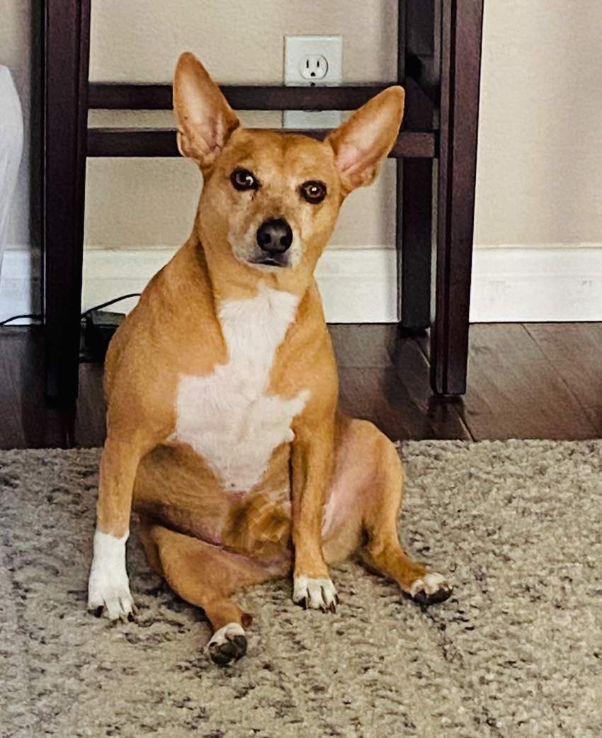 Solve Jack sitt'n like a "bro". jigsaw puzzle online with 20 pieces