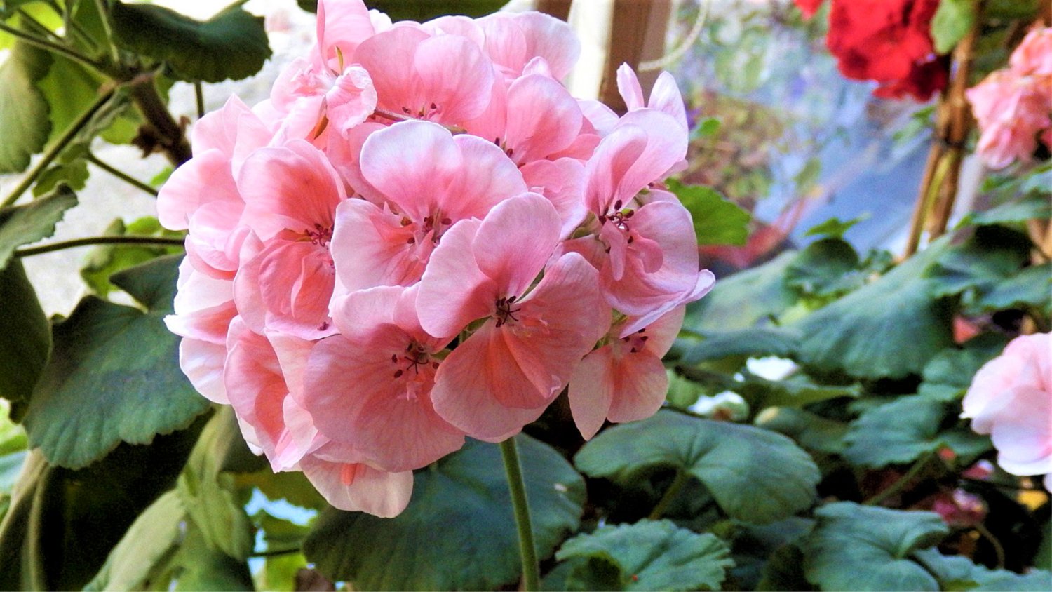 Solve Pelargonie - Geranium jigsaw puzzle online with 15 pieces