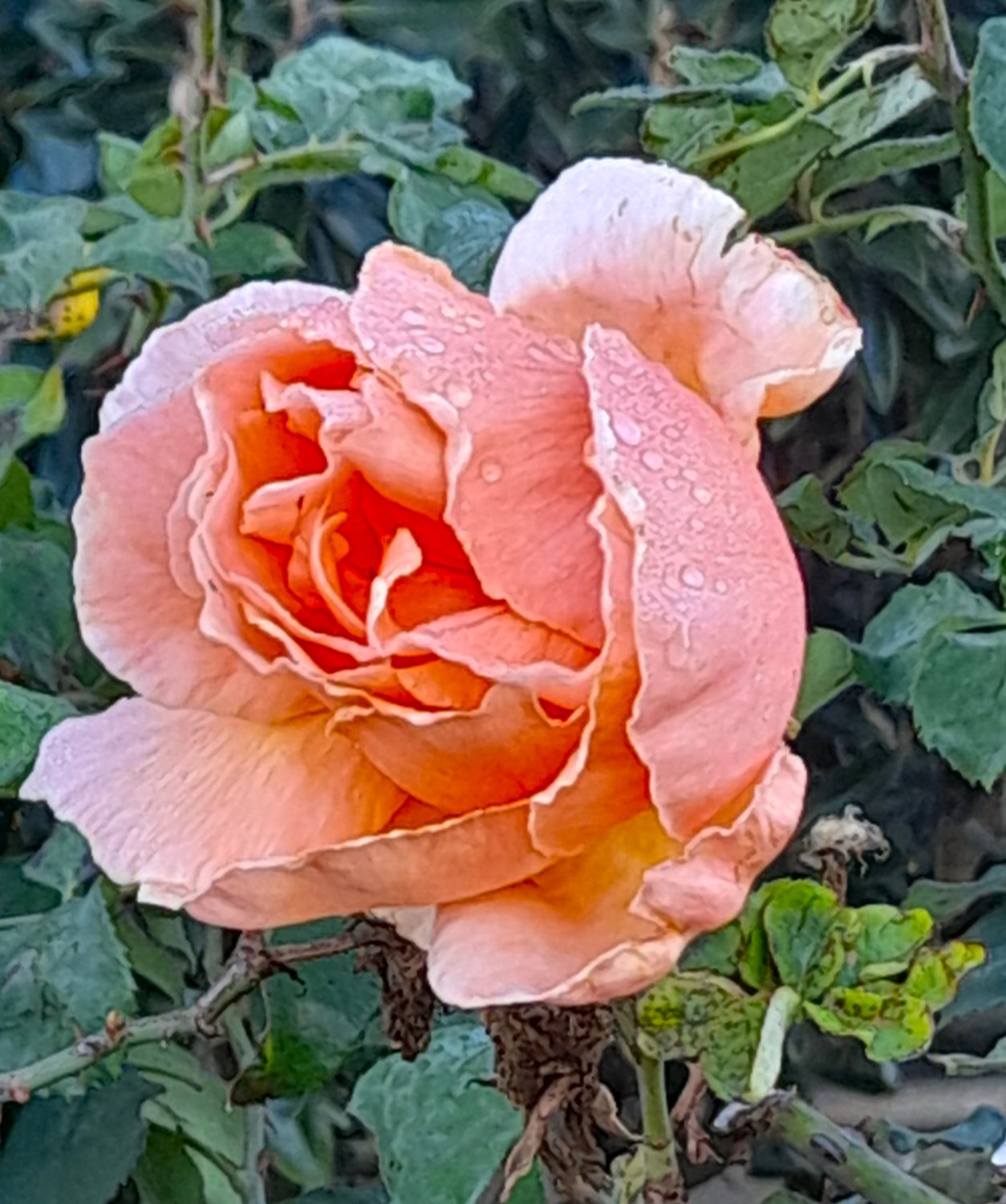 Solve Rose jigsaw puzzle online with 154 pieces