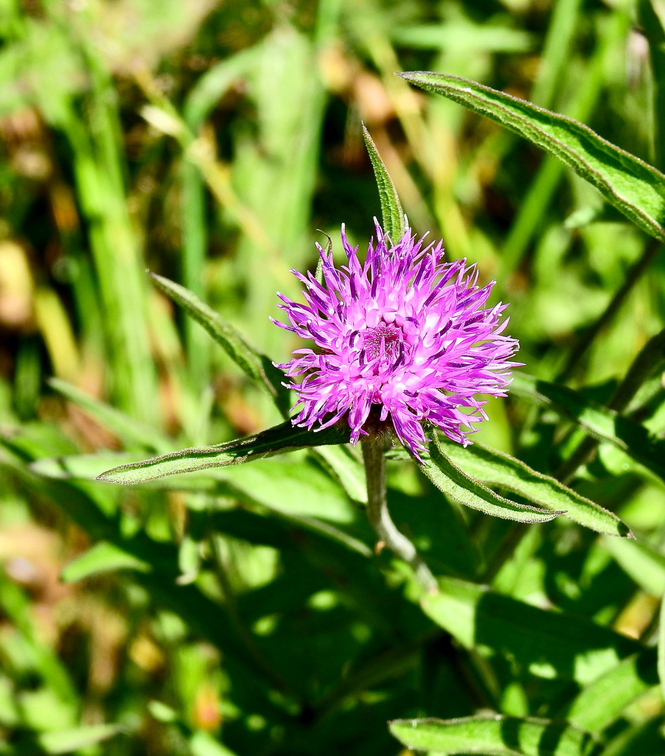 Solve Lesser Knapweed jigsaw puzzle online with 99 pieces