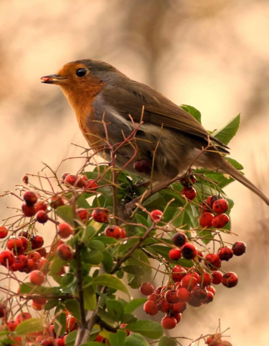 Solve Scottish Robin Redbreast jigsaw puzzle online with 108 pieces