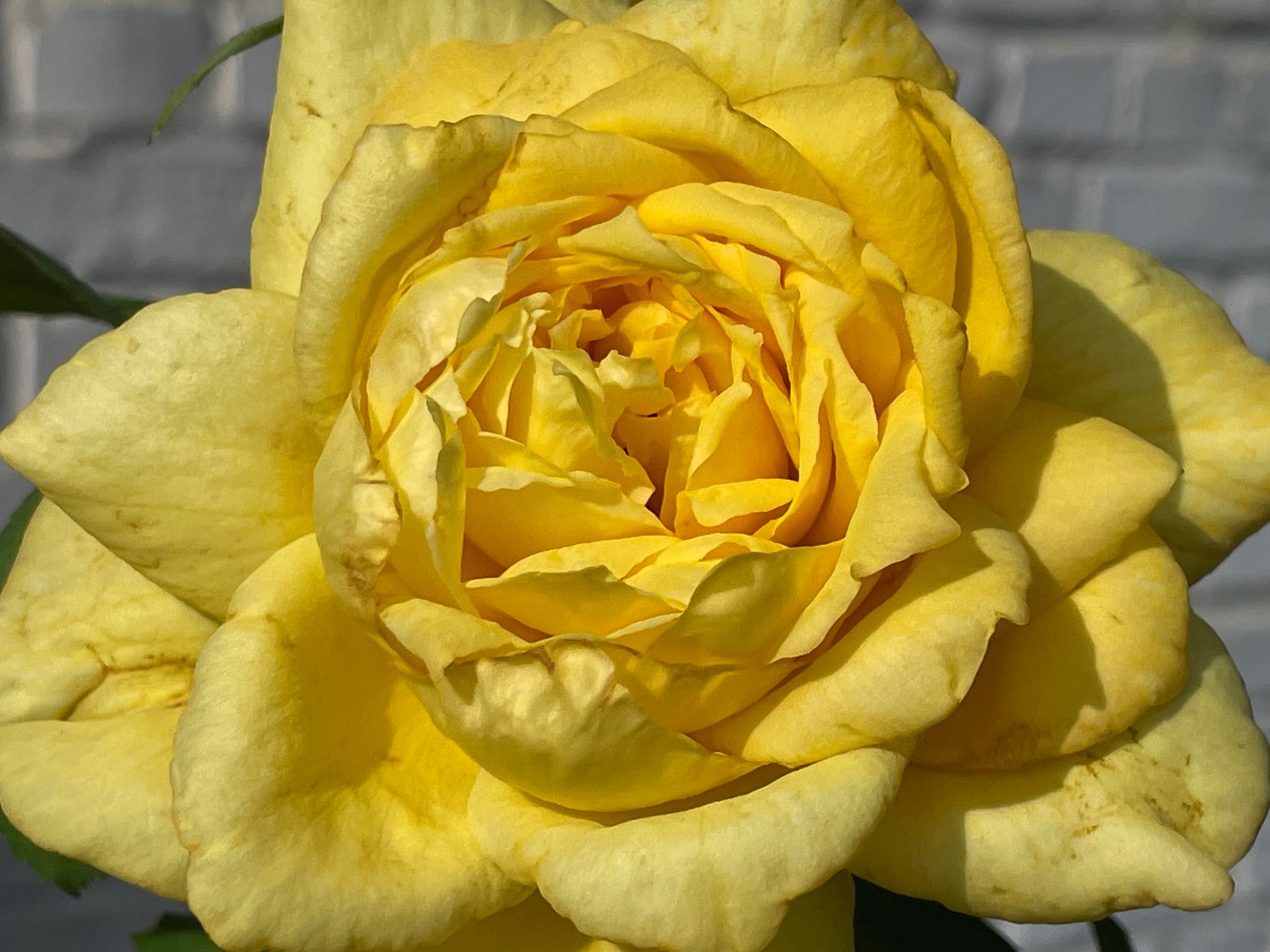 Solve Roses jigsaw puzzle online with 70 pieces