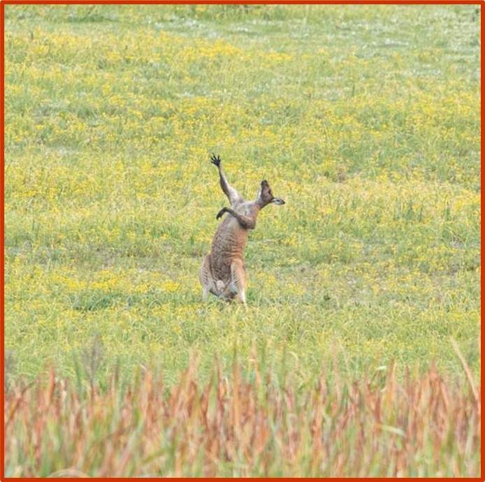 Solve Kangaroo Opera - Welcome to Nev's World! jigsaw puzzle online ...