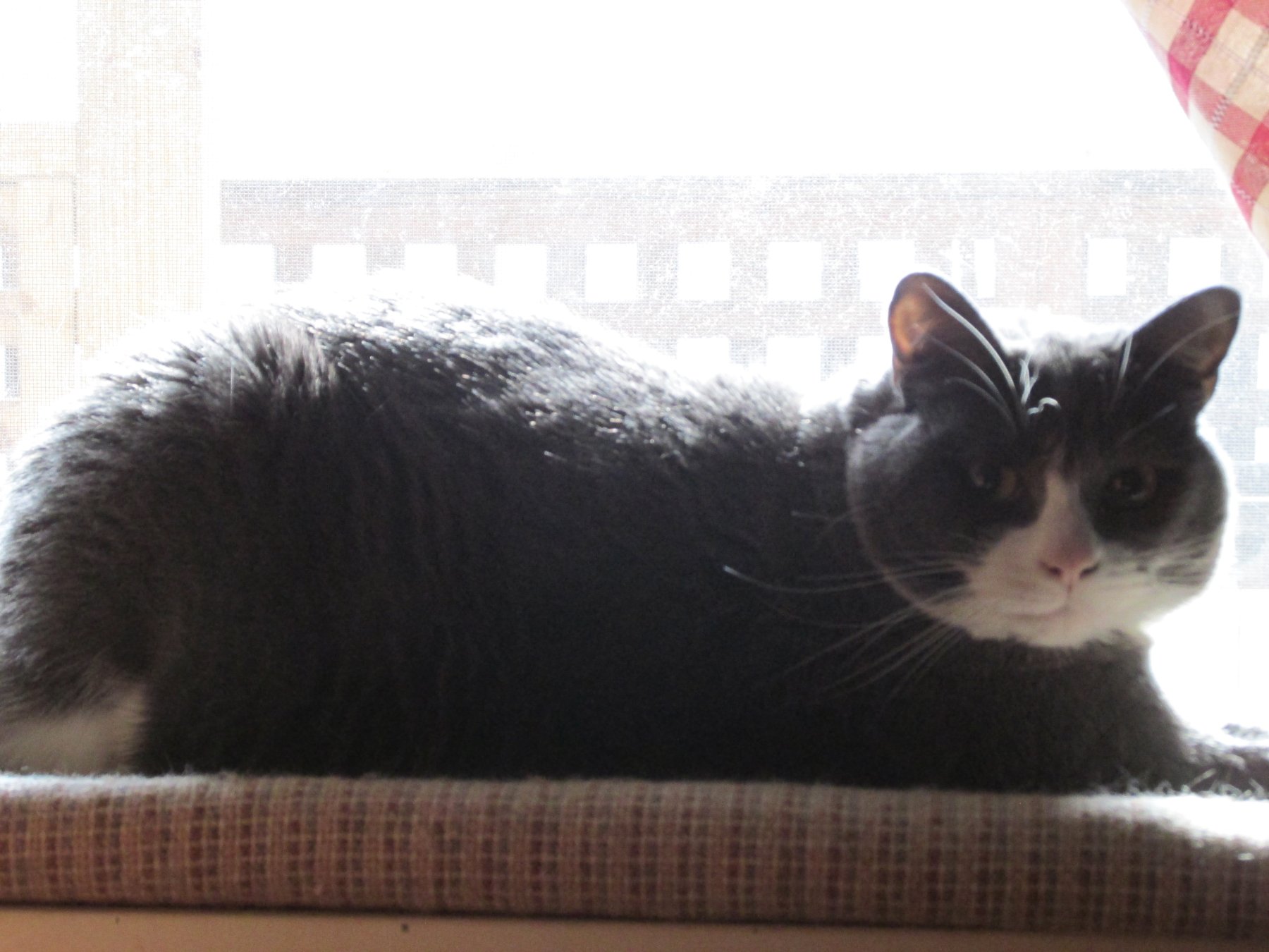 Solve Sophia on Radiator November 2023 jigsaw puzzle online with 63 pieces