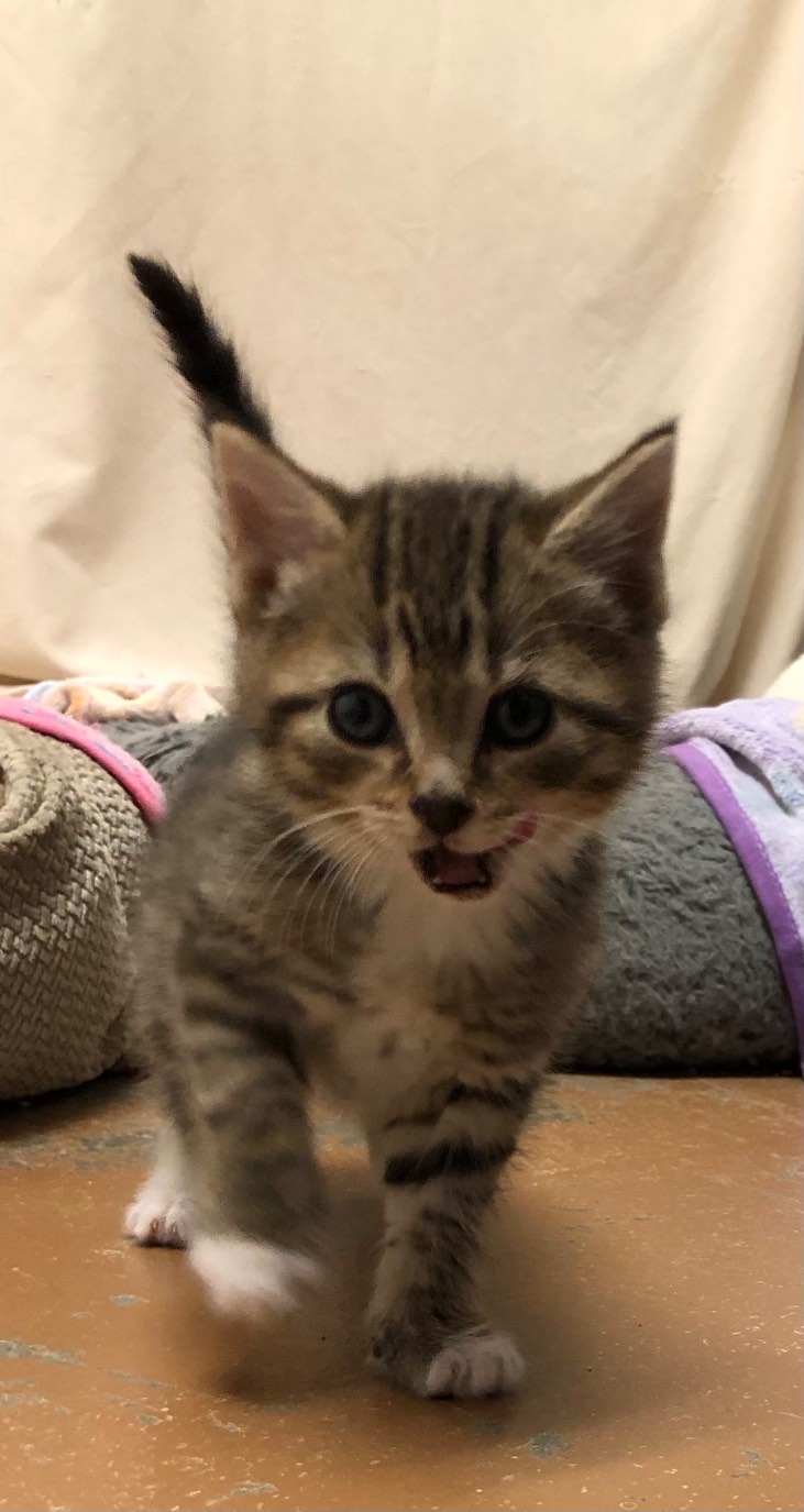 Solve It’s kitten time! Meet Moose! jigsaw puzzle online with 66 pieces