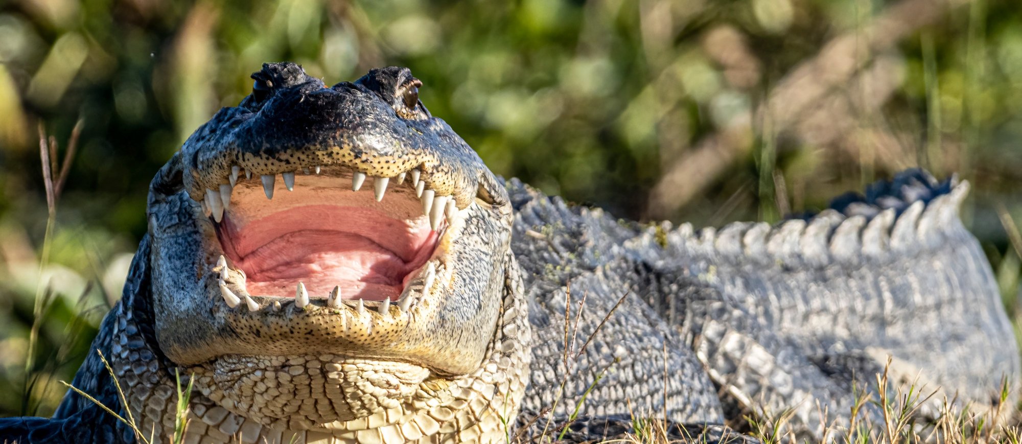 Solve Can Alligators Smile? jigsaw puzzle online with 60 pieces