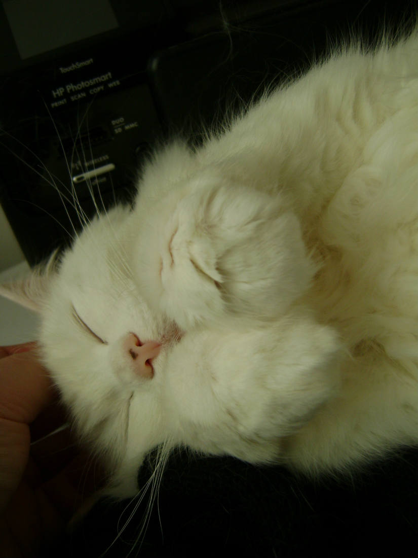 Solve Freya - the squirrel pose... jigsaw puzzle online with 88 pieces