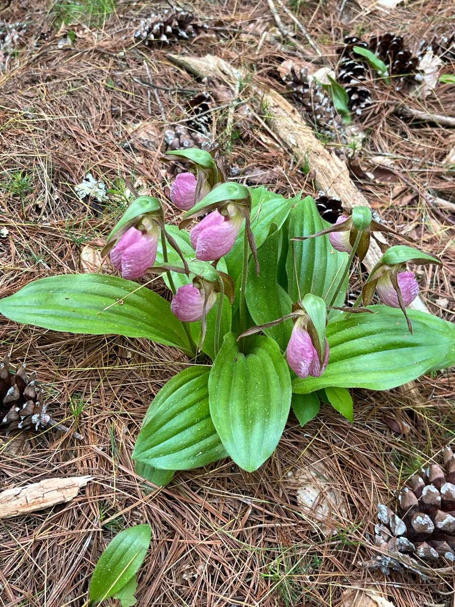 Solve Lady slippers in the Forest jigsaw puzzle online with 165 pieces