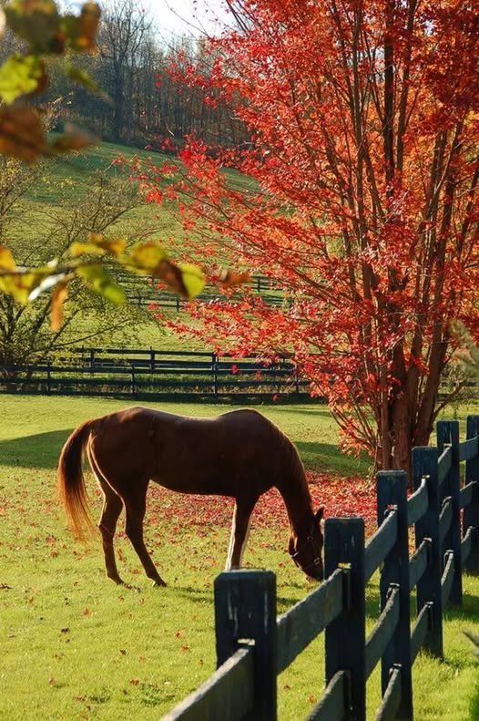 Solve Autumn Scenery jigsaw puzzle online with 70 pieces