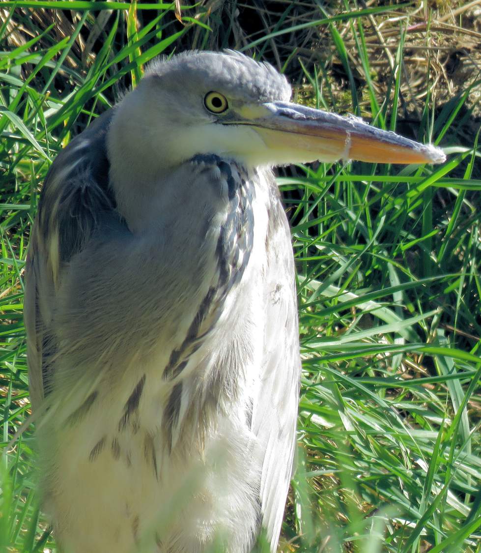 Solve great blue heron, juvenile (jonge blauwe reiger) jigsaw puzzle ...