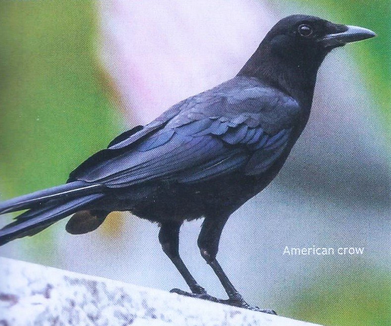Solve American Crow Birds & Blooms jigsaw puzzle online with 20 pieces