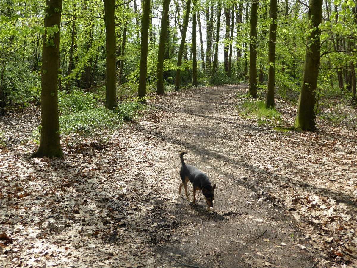 Solve Winterswijk. One of the paths in 't Mentinck jigsaw puzzle online ...