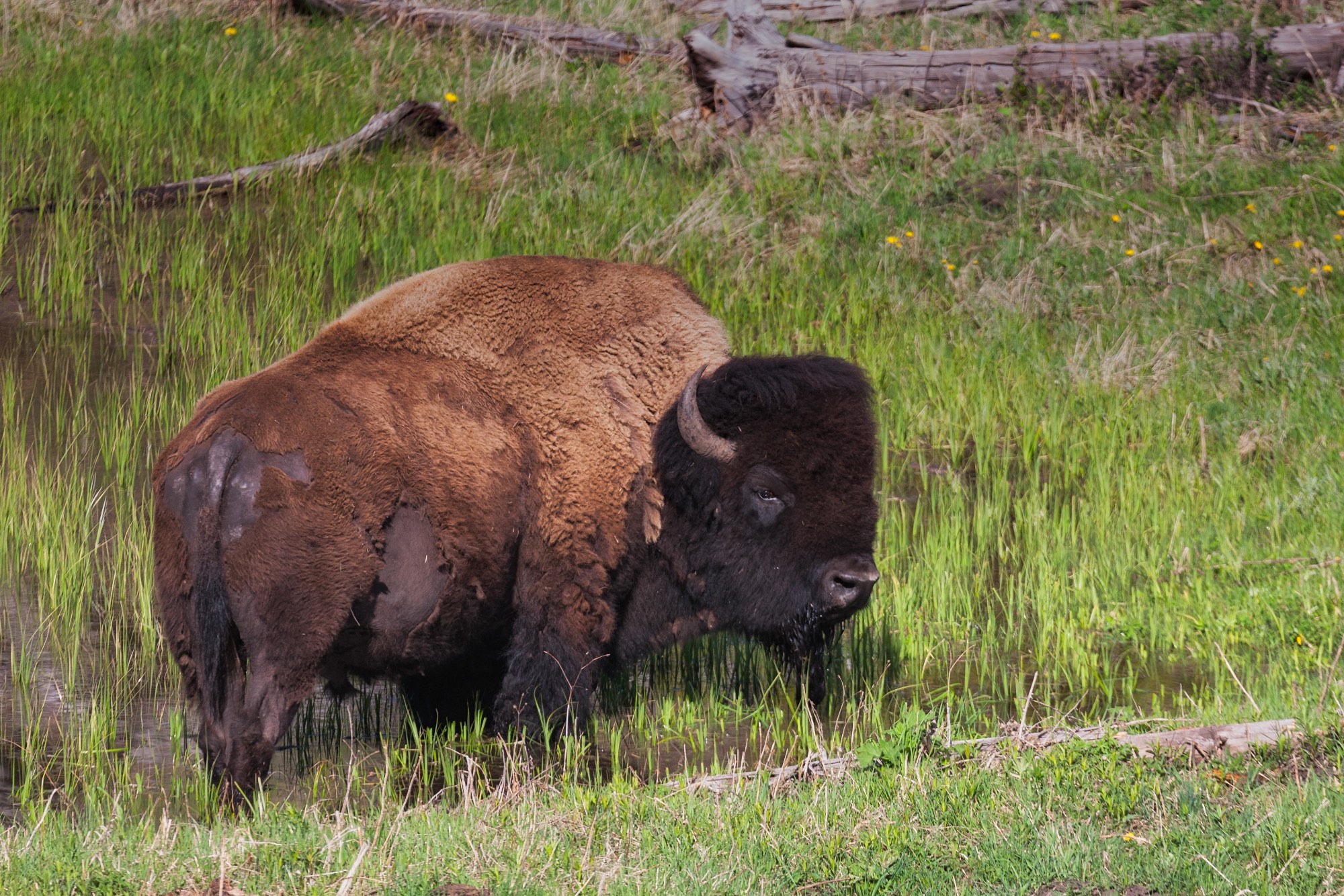 Solve 4 Buffalo jigsaw puzzle online with 126 pieces