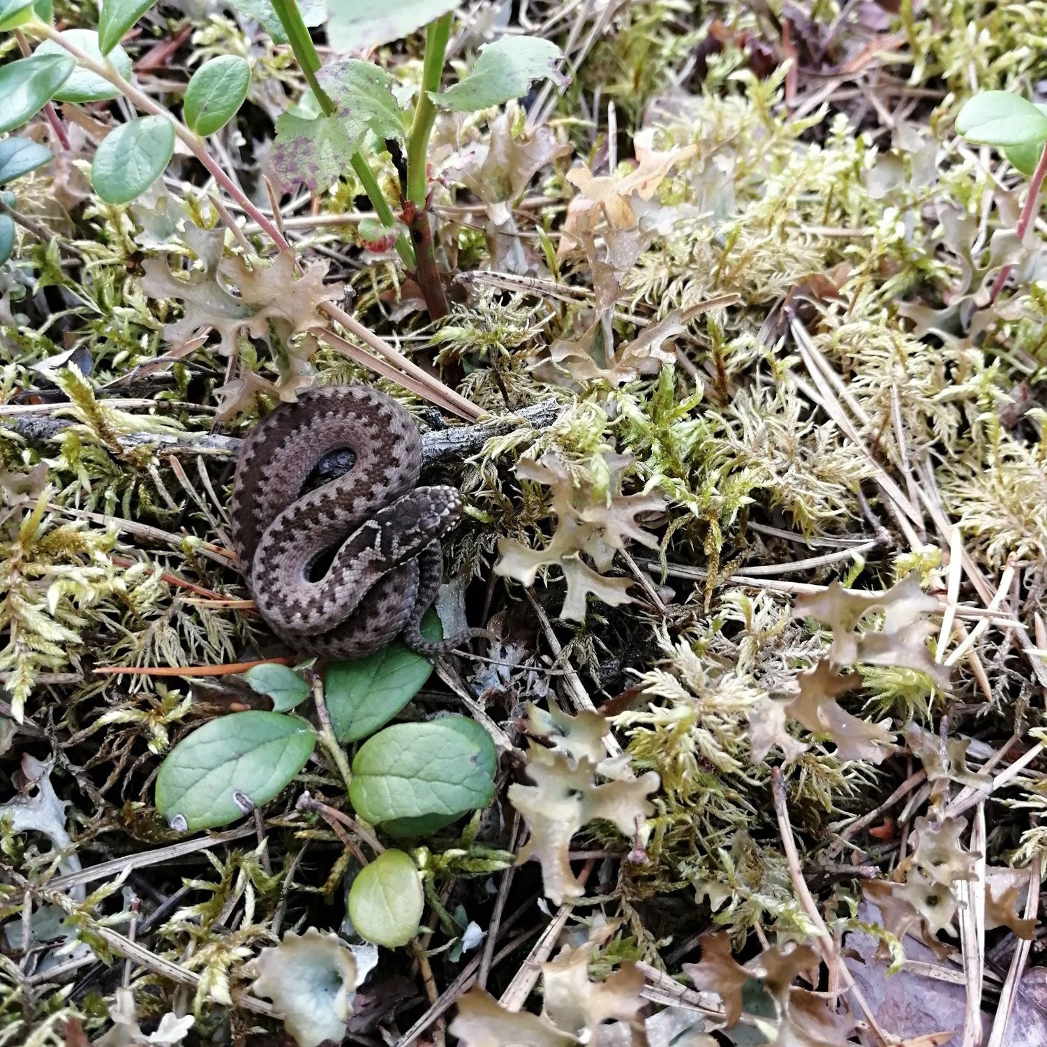 Solve Nature jigsaw puzzle online with 600 pieces