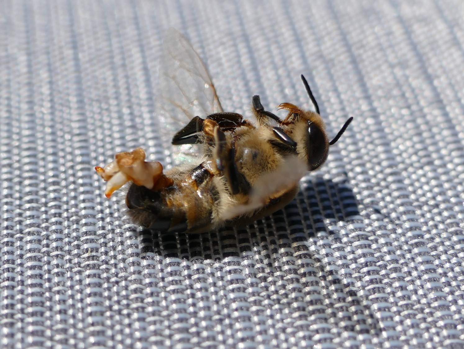 Solve Tote Drohne nach der Begattung / Dead drone after mating jigsaw ...