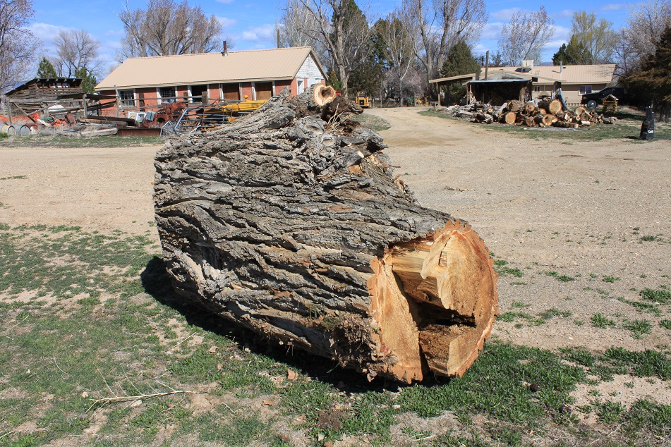 Solve Trees R Us removing an old rotten tree :) The stump jigsaw puzzle ...