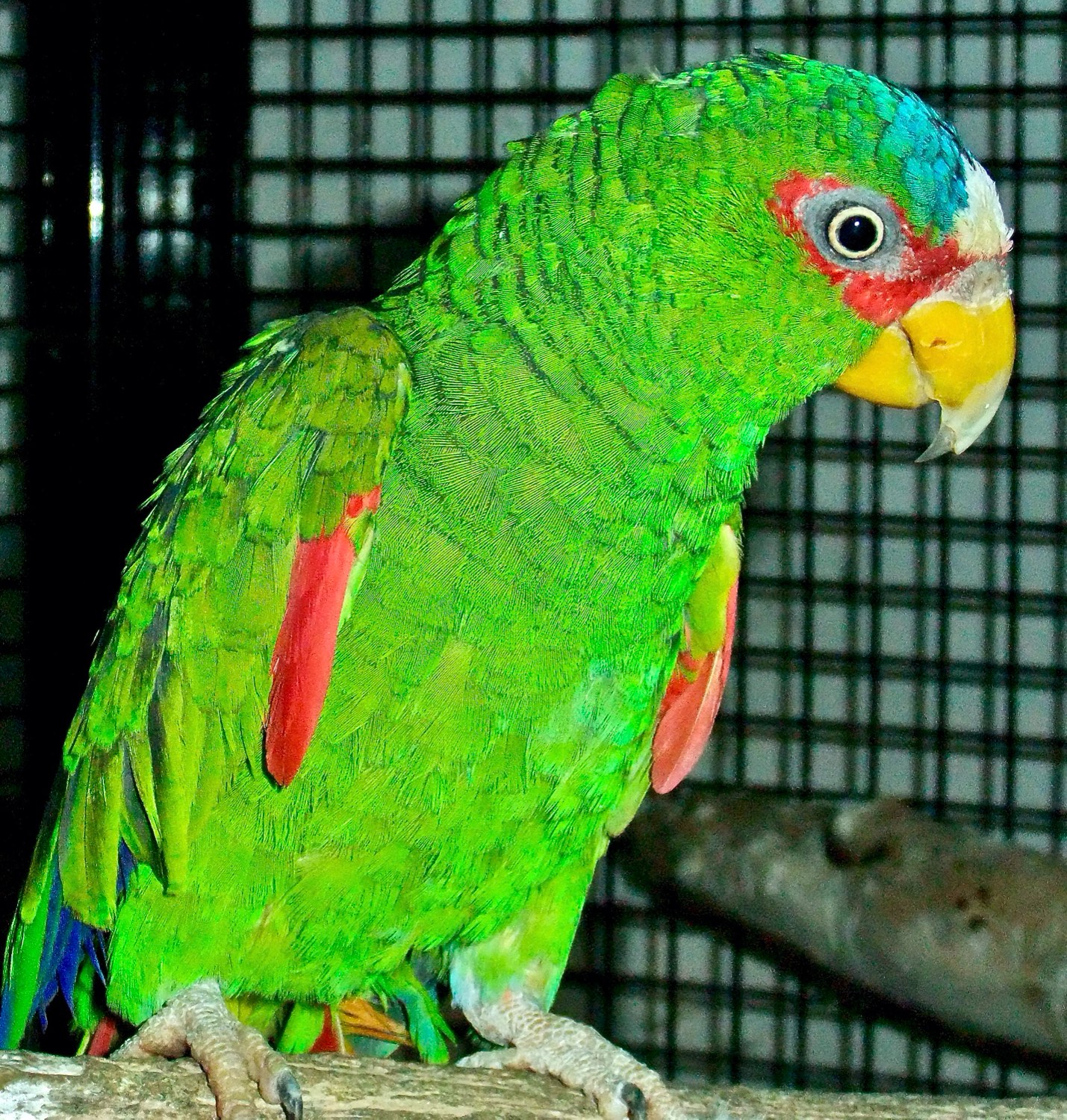 Solve White-fronted Amazon jigsaw puzzle online with 100 pieces