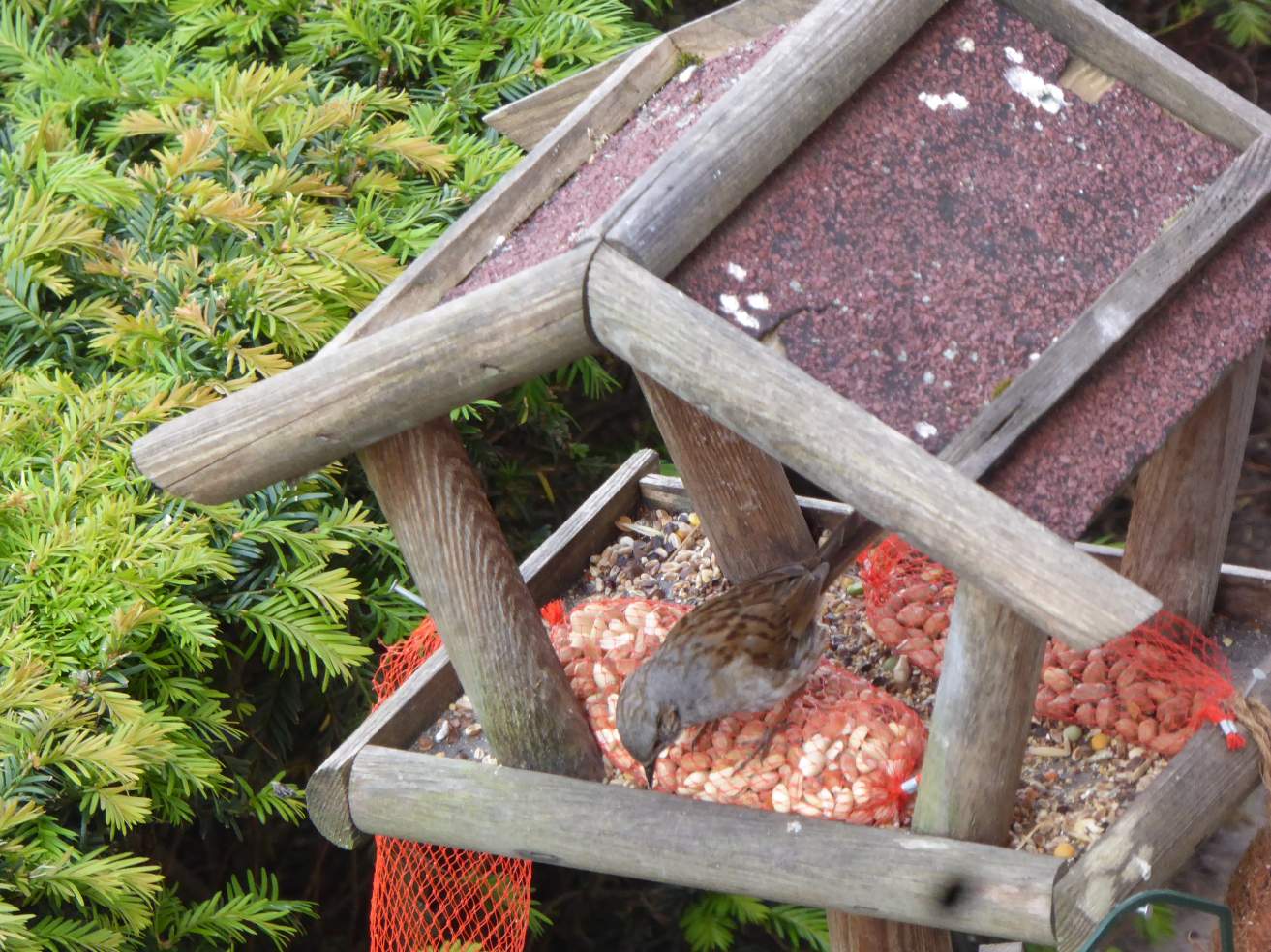 Solve The bird feeder of my downstairs-neighbour. jigsaw puzzle online ...