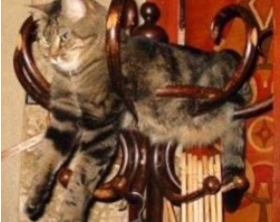 Solve Cat planking - Superior level jigsaw puzzle online with 12 pieces